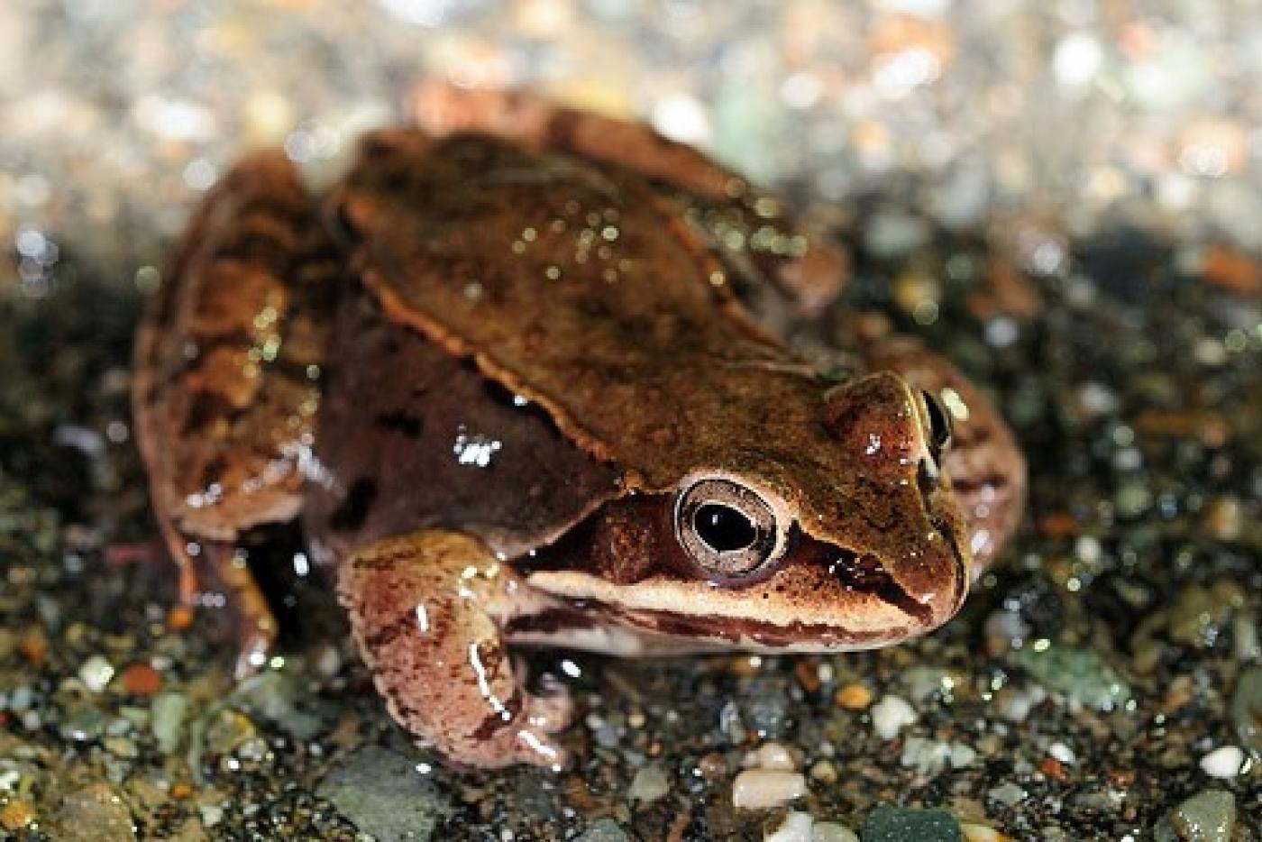 Wood Frog | NC Wildlife